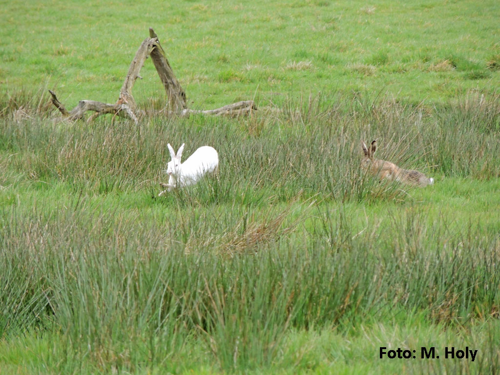 Weiße Hasen – Dümmer Natur-Blog