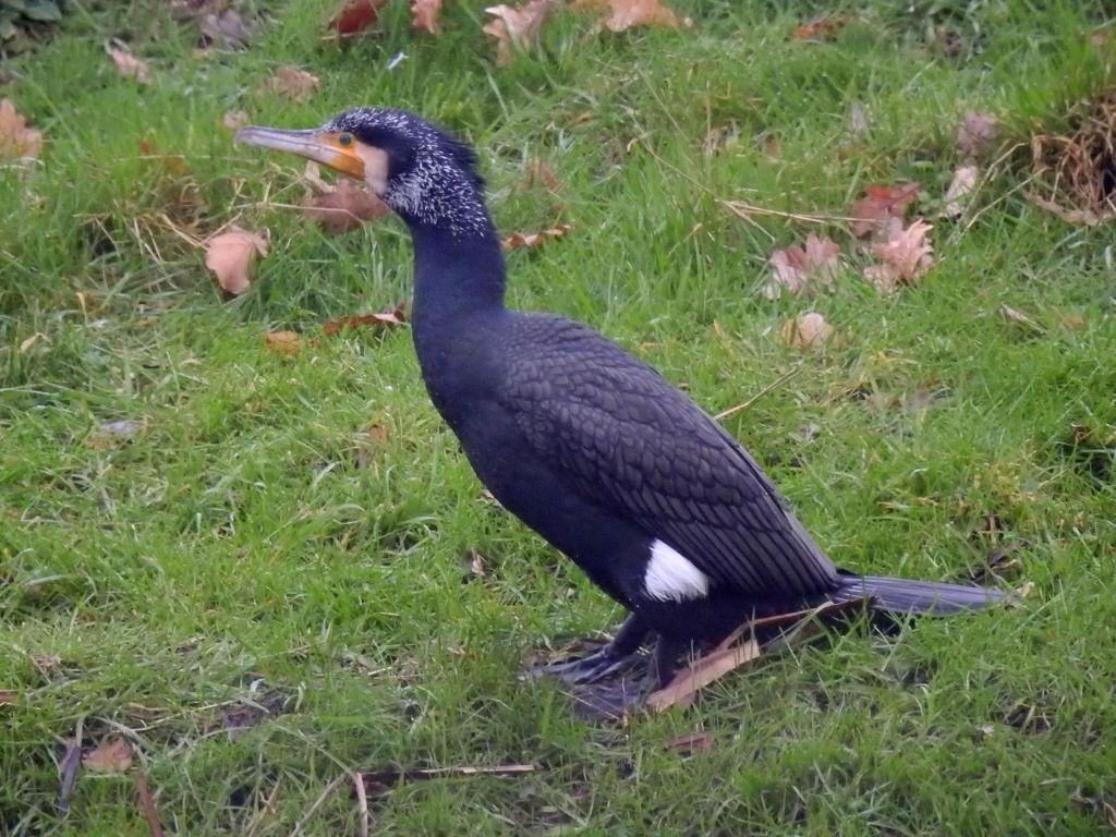 Kormorane auf der Hunte – Dümmer Natur-Blog