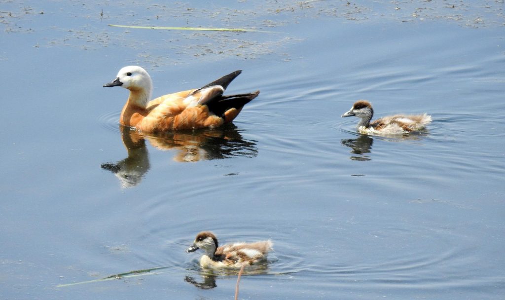 Rostgans – Dümmer Natur-Blog