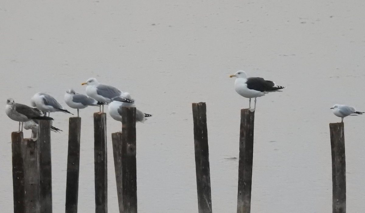 Möwen im Größenvergleich – Dümmer Natur-Blog