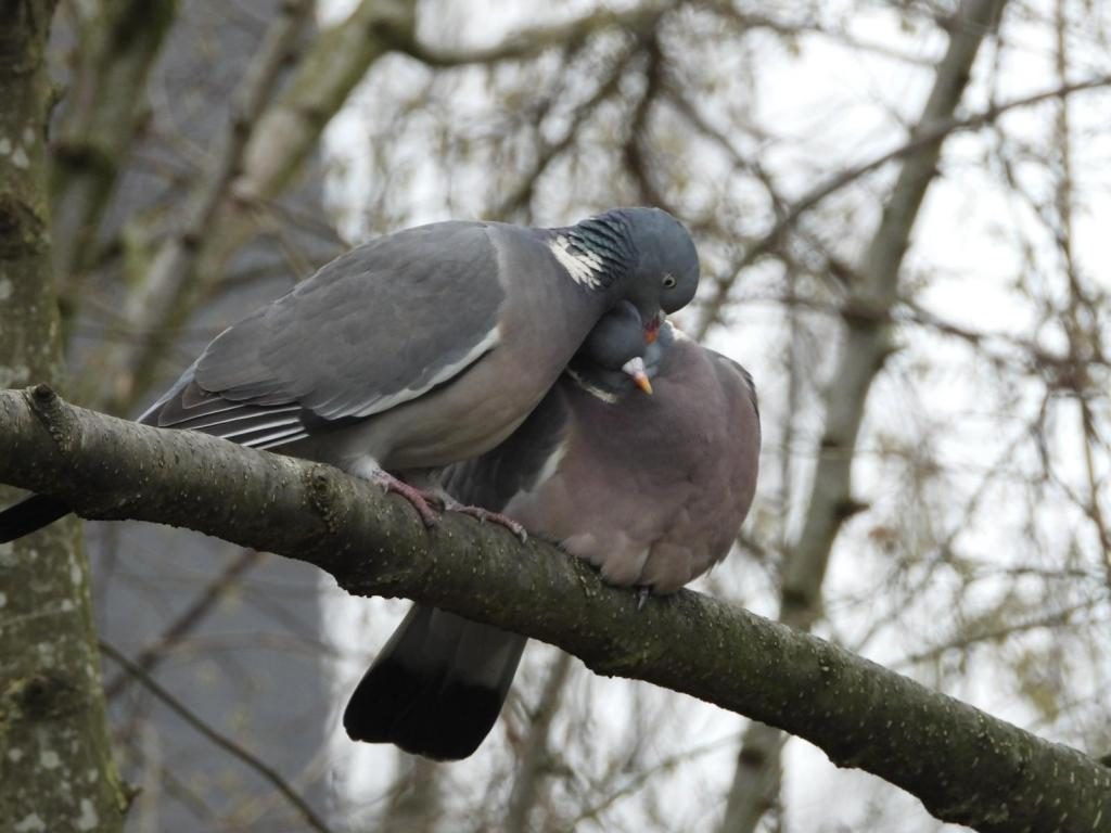 Ringeltauben oder Turteltauben? – Dümmer Natur-Blog
