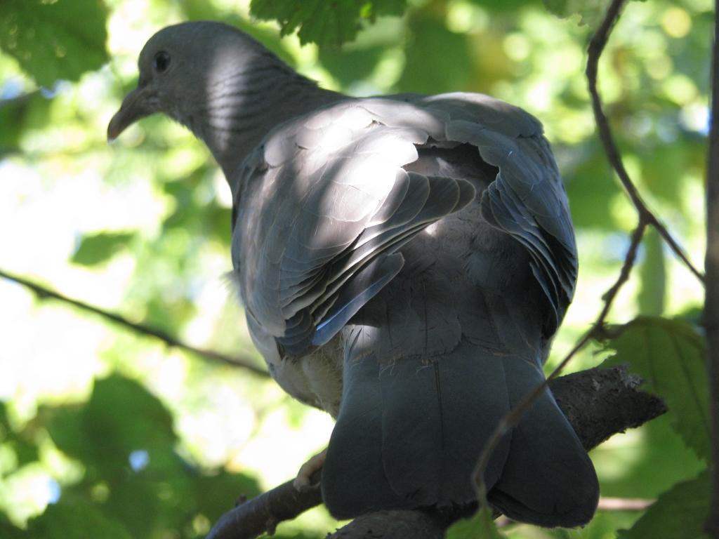 Junge Ringeltauben – Dümmer Natur-Blog