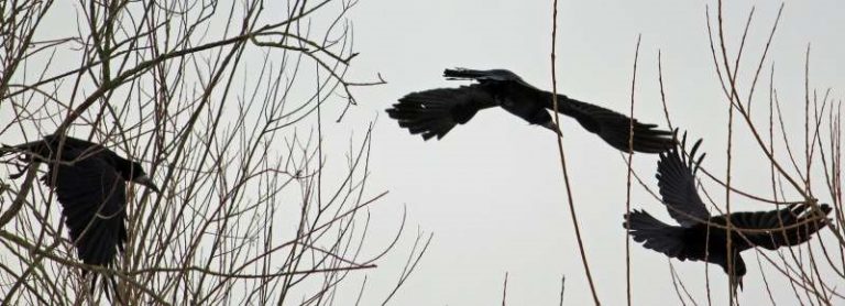 Die schwarzen Rabenvögel – Dümmer Natur-Blog