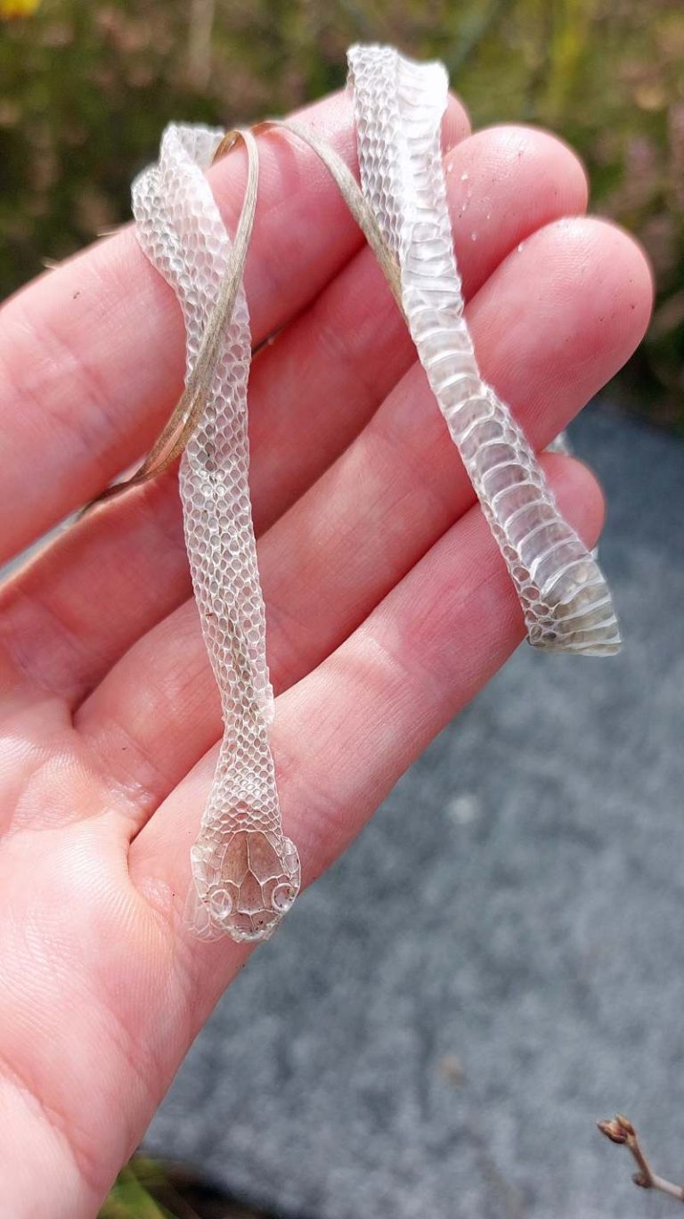 Leeres Hemd – Dümmer Natur-Blog