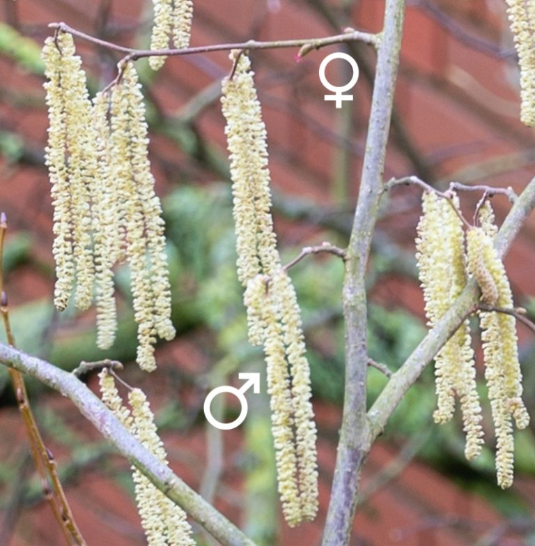 Die Gemeine Hasel – Dümmer Natur-Blog